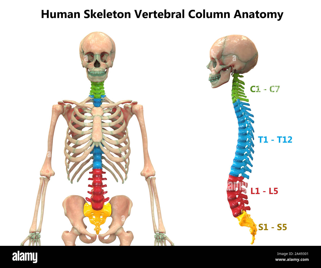 Vertebral Column of Human Skeleton System Anatomy Stock Photo - Alamy