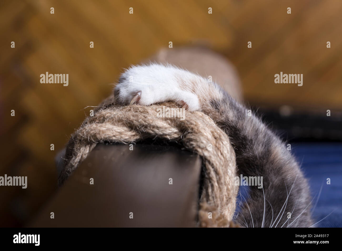 Cat paw sharp claws hi-res stock photography and images - Alamy