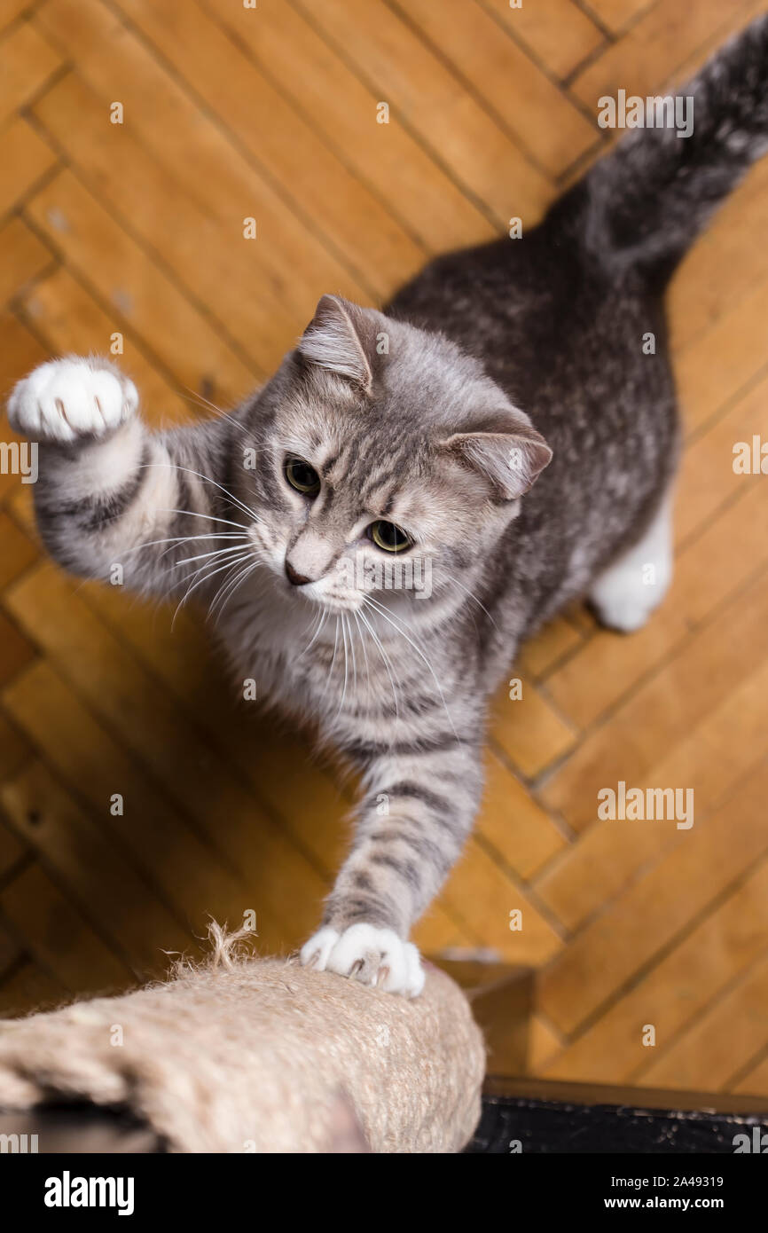 Cute cat playfully sharpening his sharp claws on the wooden beam ...