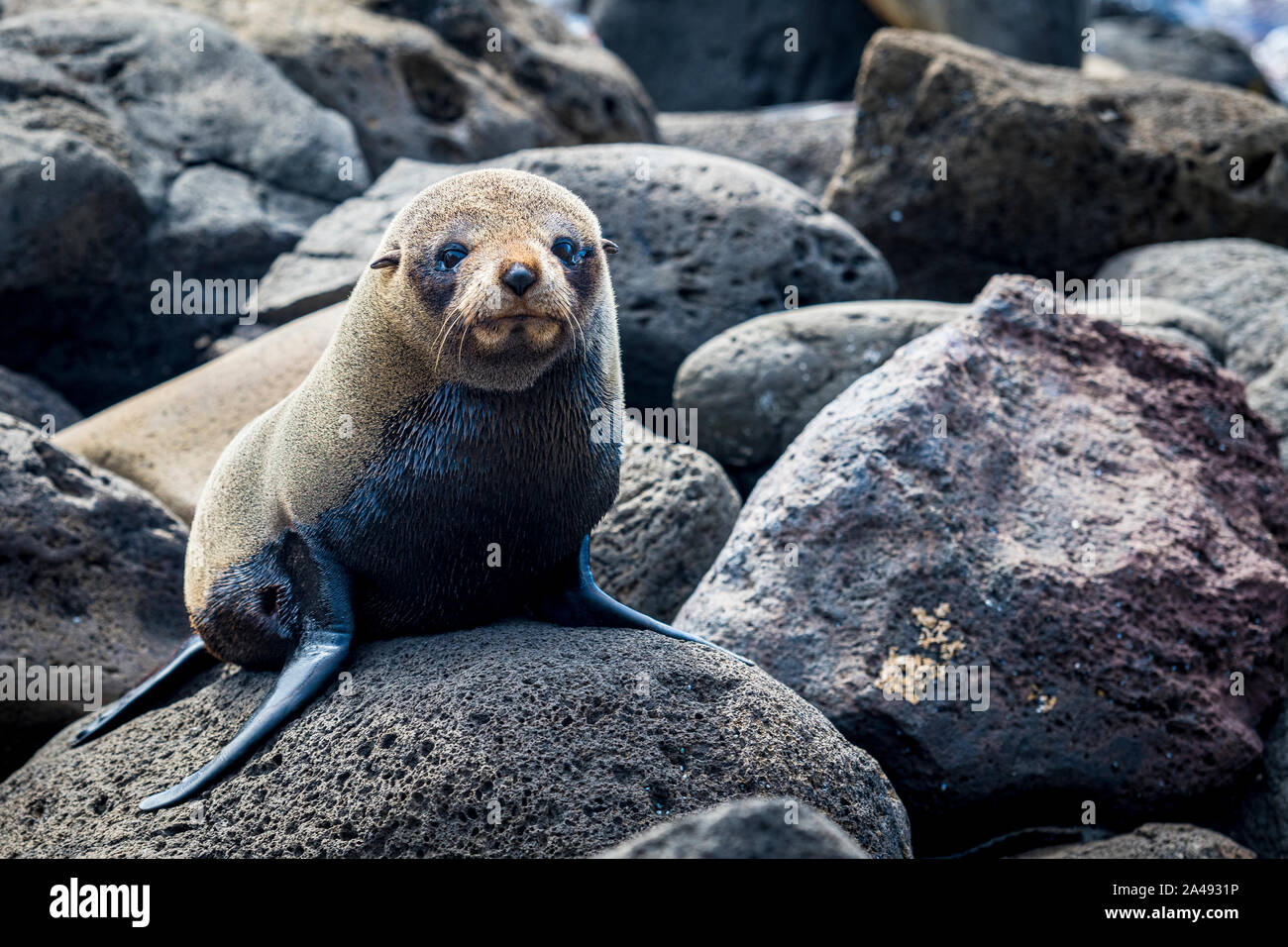 Baby Australian fur seal, known as a pup, lying on the rocks at Cape ...