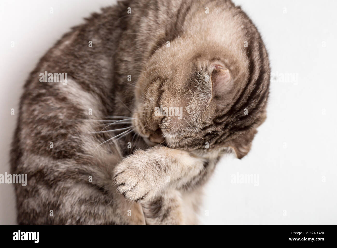Cute sad cat Scottish Fold makes facepalm movement. Close-up Stock ...