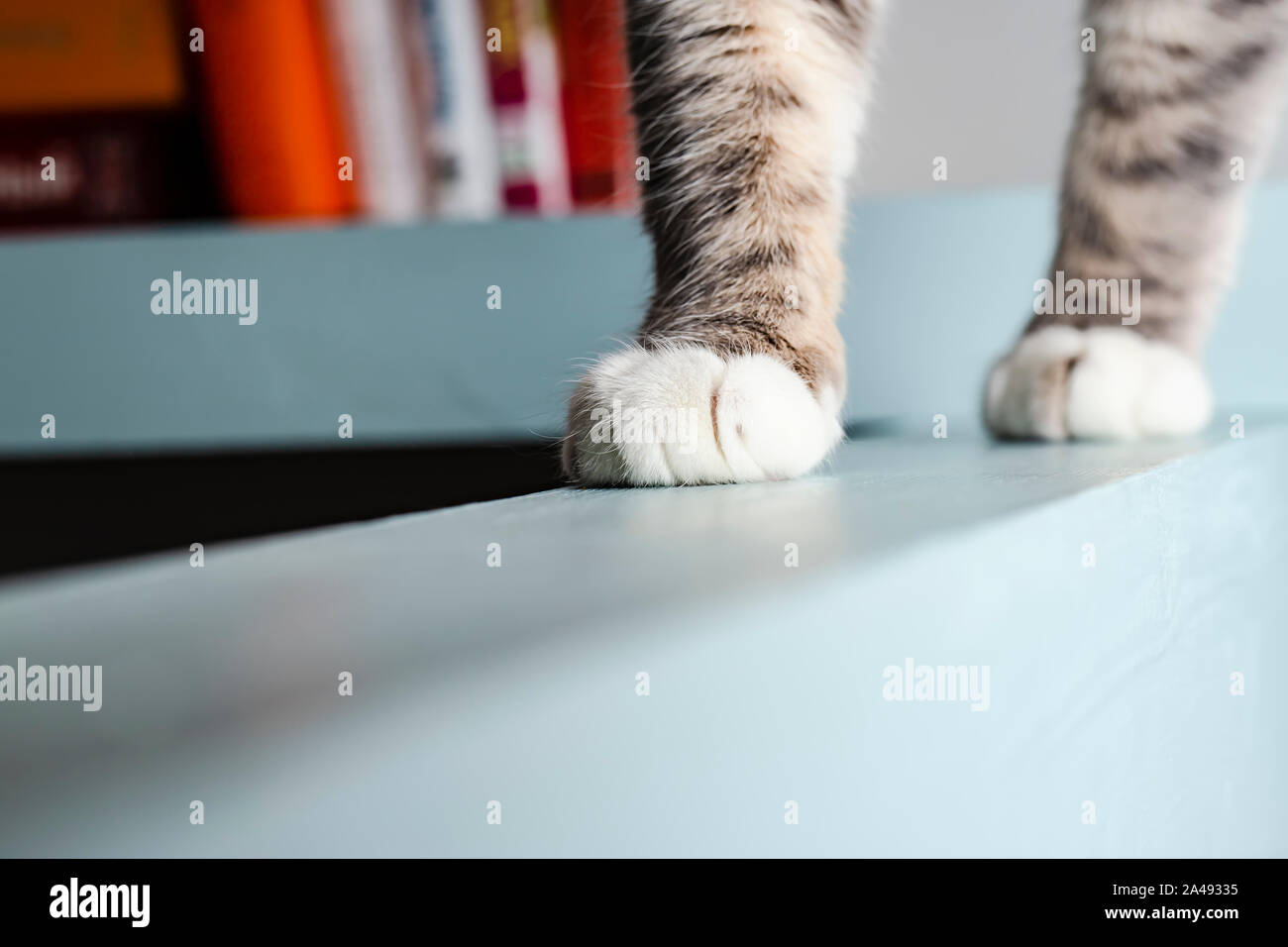 Beautiful, big cat's paws, in the background of the book. Close-up ...