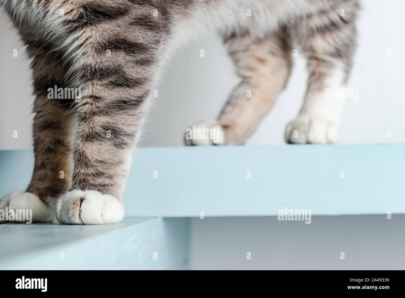 Close up tabby cats paws hi-res stock photography and images - Alamy