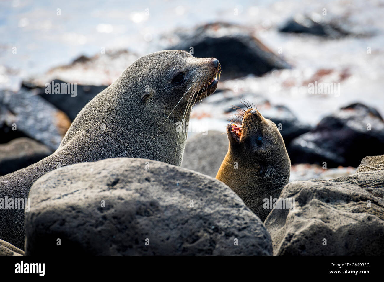 Australian Fur Seal High Resolution Stock Photography And Images Alamy