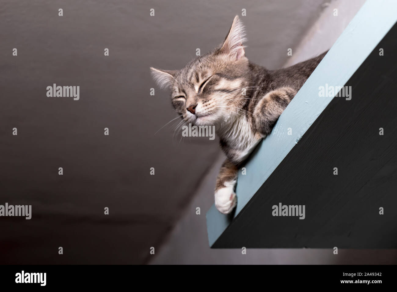 calm cat in zen resting and dreaming on a shelf hanging under the ...
