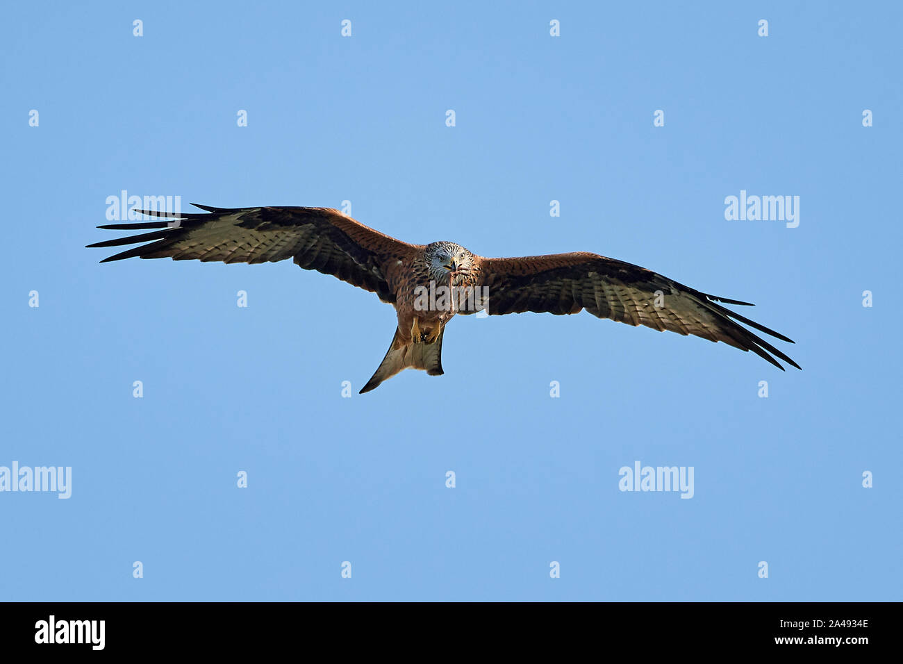 Red kite in flight with food in its beak Stock Photo - Alamy