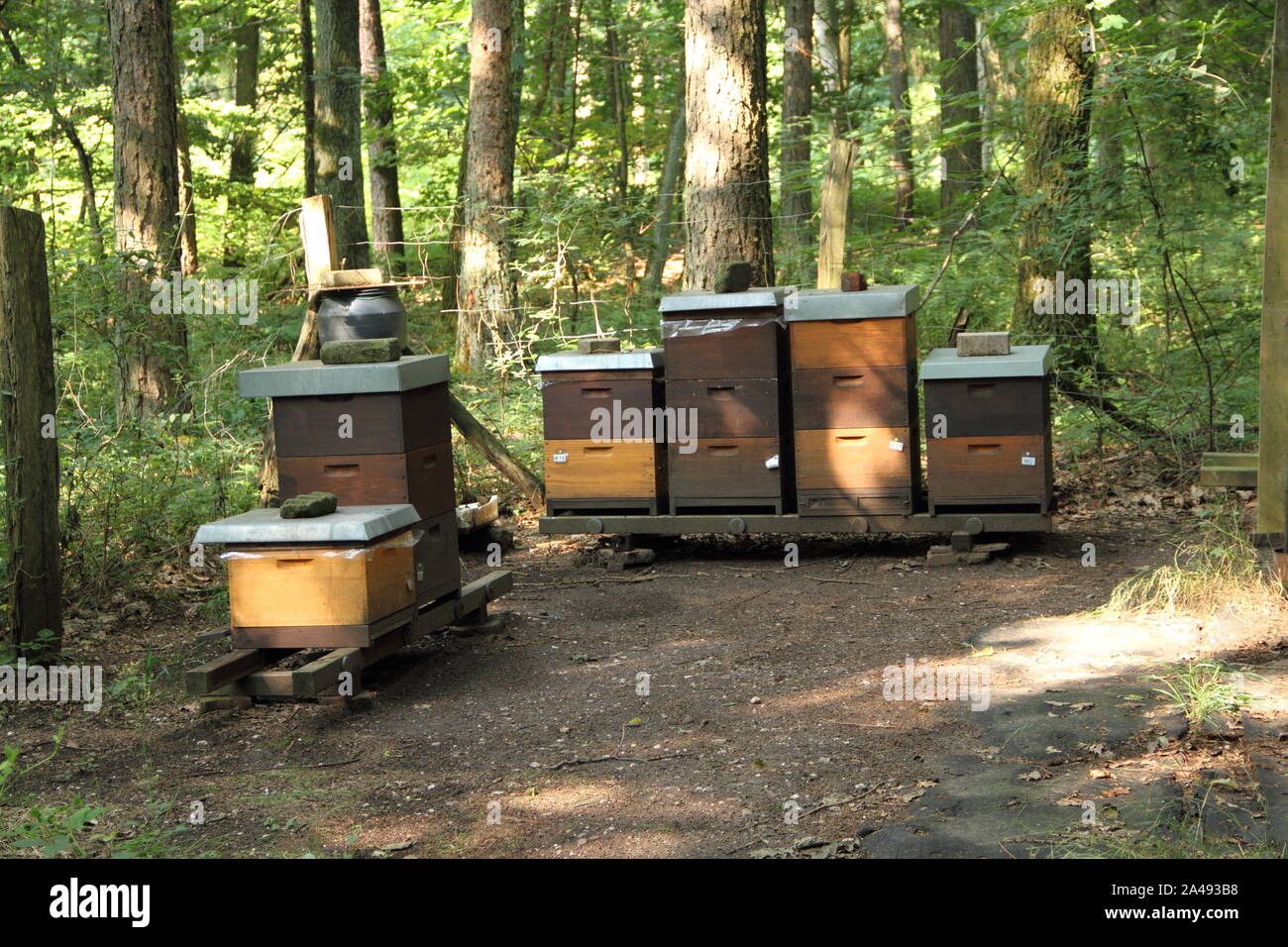 Swarm bees in old tree hi-res stock photography and images - Alamy