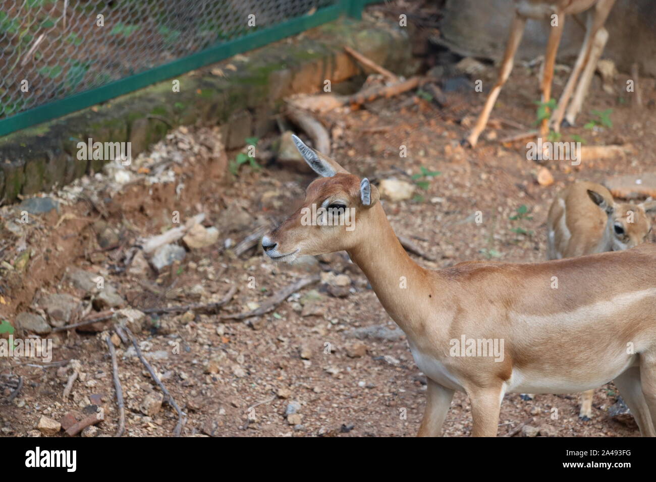 Closeup of a pretty young female Impala.deer (Aepyceros Melampus ...