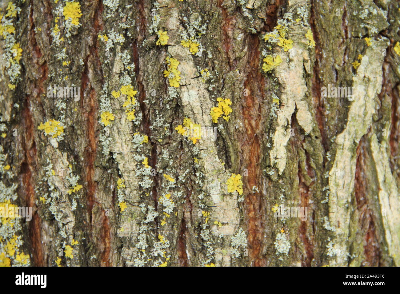 tree bark as a background Stock Photo - Alamy