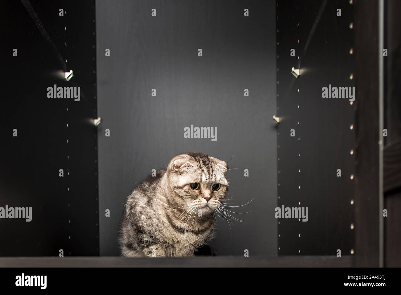 Forgotten cat hi-res stock photography and images - Alamy