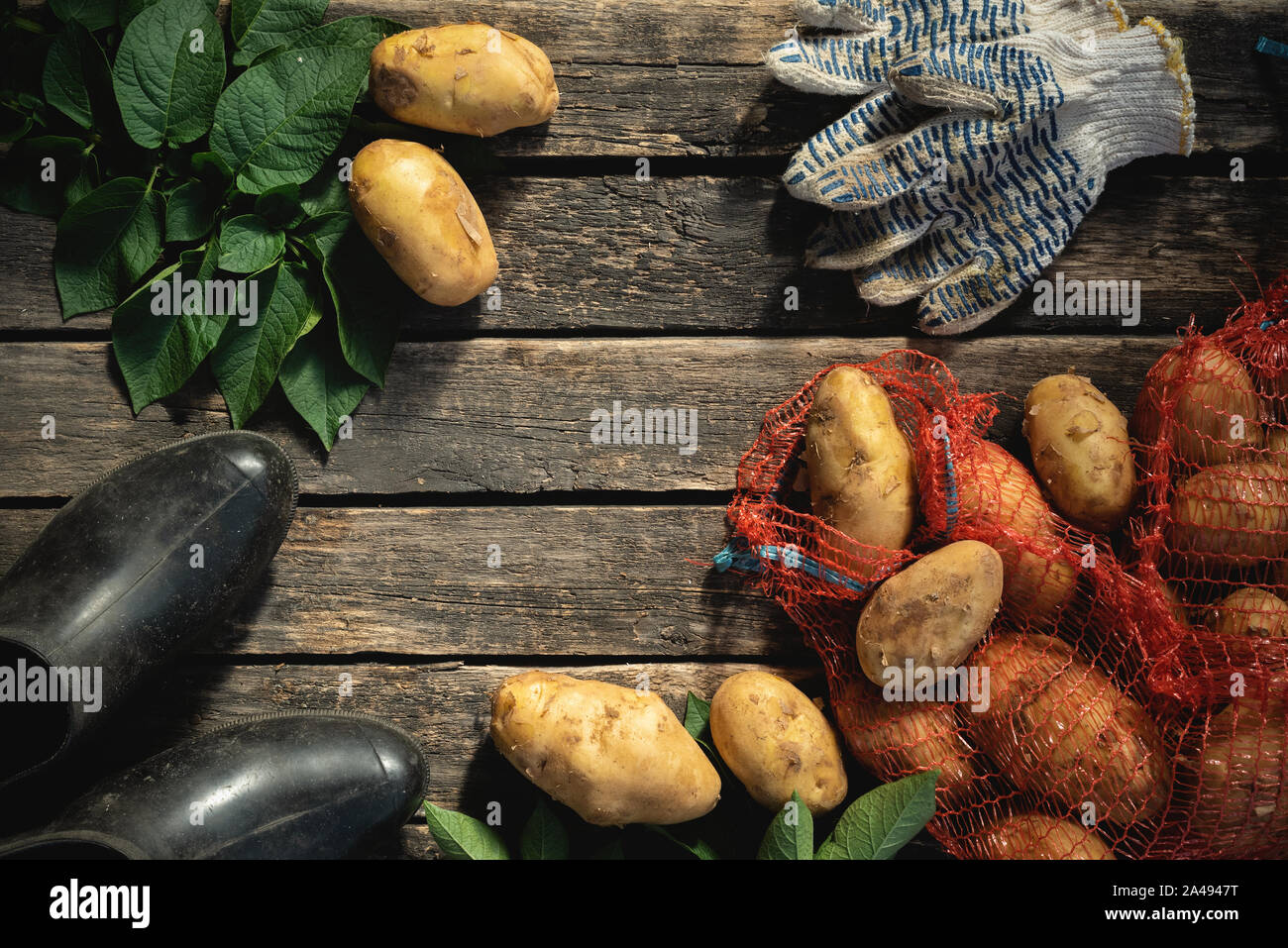 Potatoes crop in a bag on a wooden garden table background with copy ...