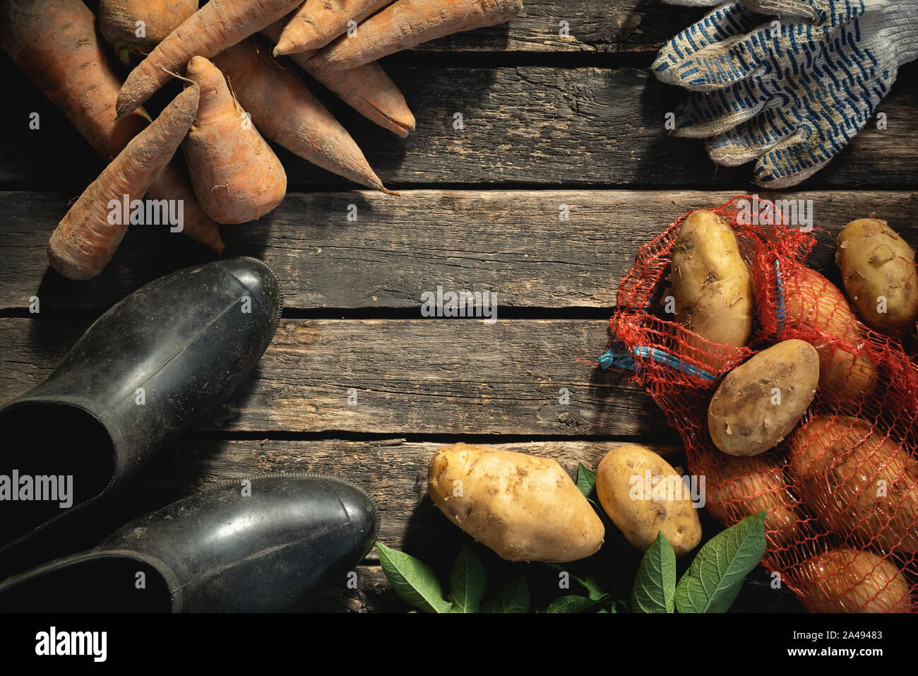 Potatoes crop in a bag and a heap of carrots on a wooden garden table ...