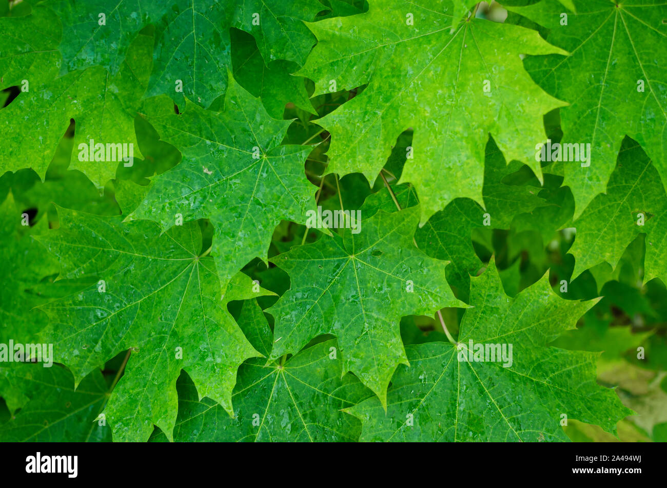 Canadian maple tree green leaves background Stock Photo - Alamy
