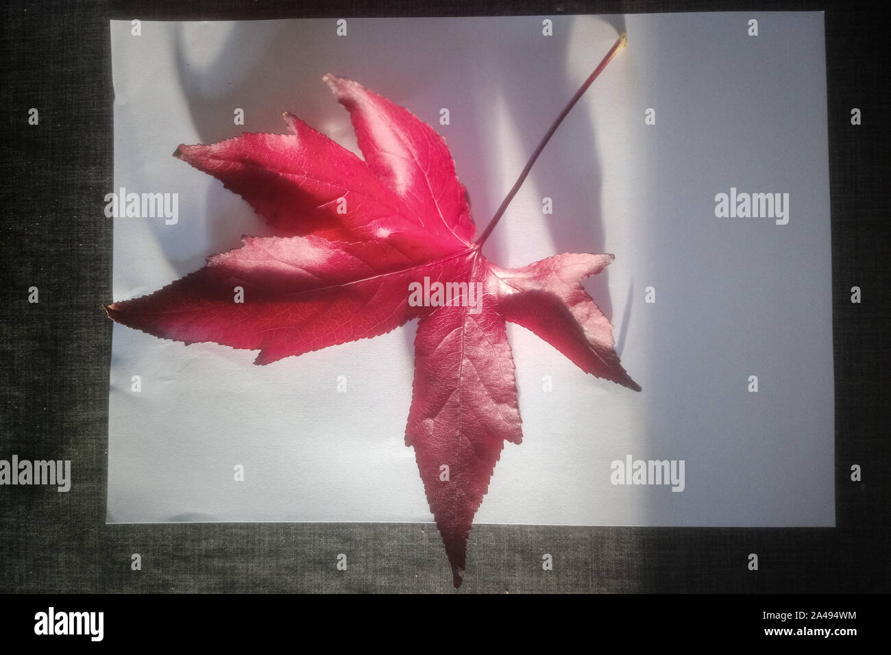 Large red Maple leaf (Acer palmatum) on white background Stock Photo ...