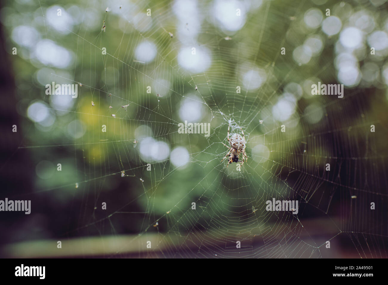 Big spider in a web isolated on a green blurred background in fall ...