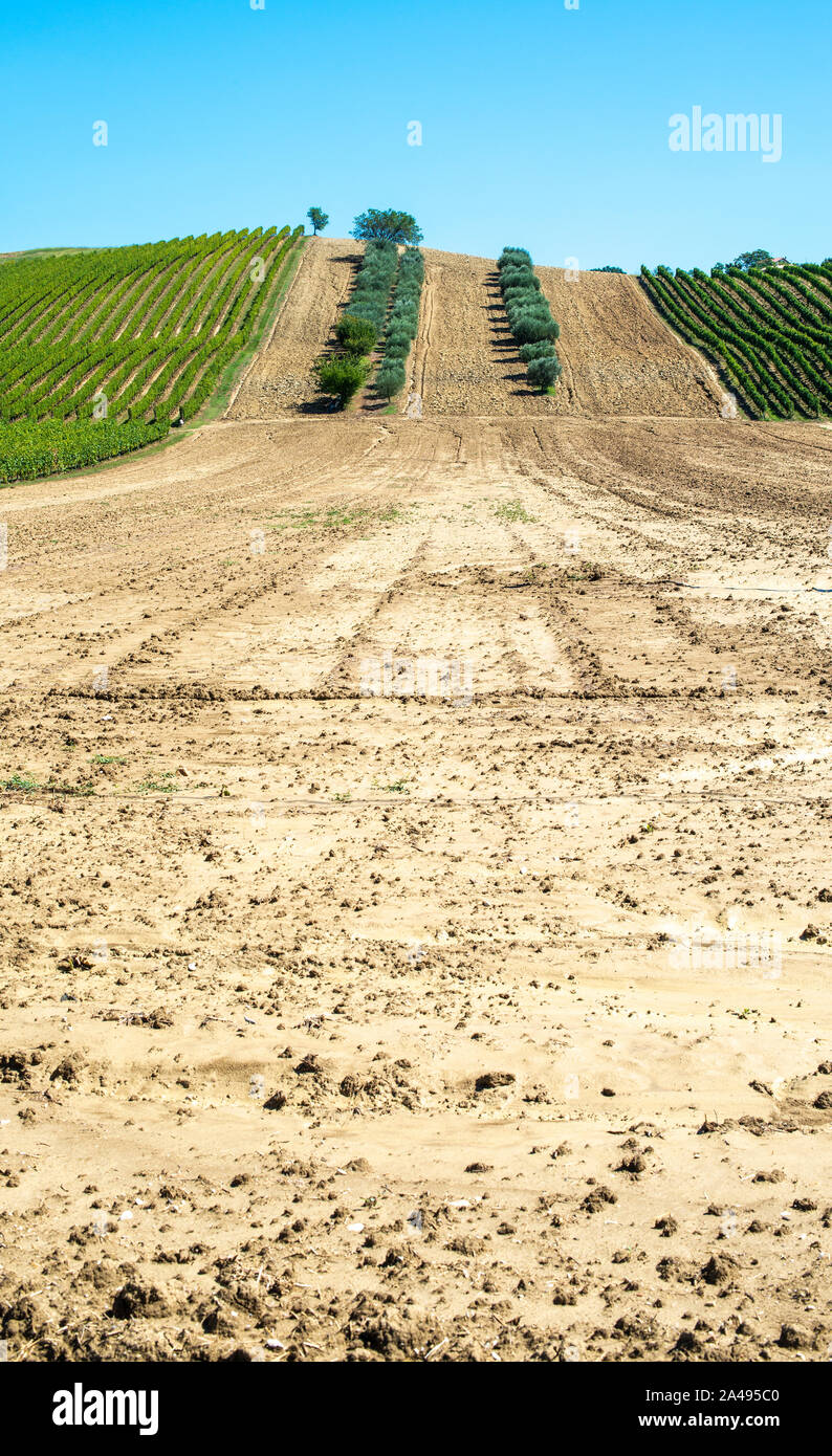 Olive trees in rows and vineyards in Italy. Olive and wine farm. Tilled ...