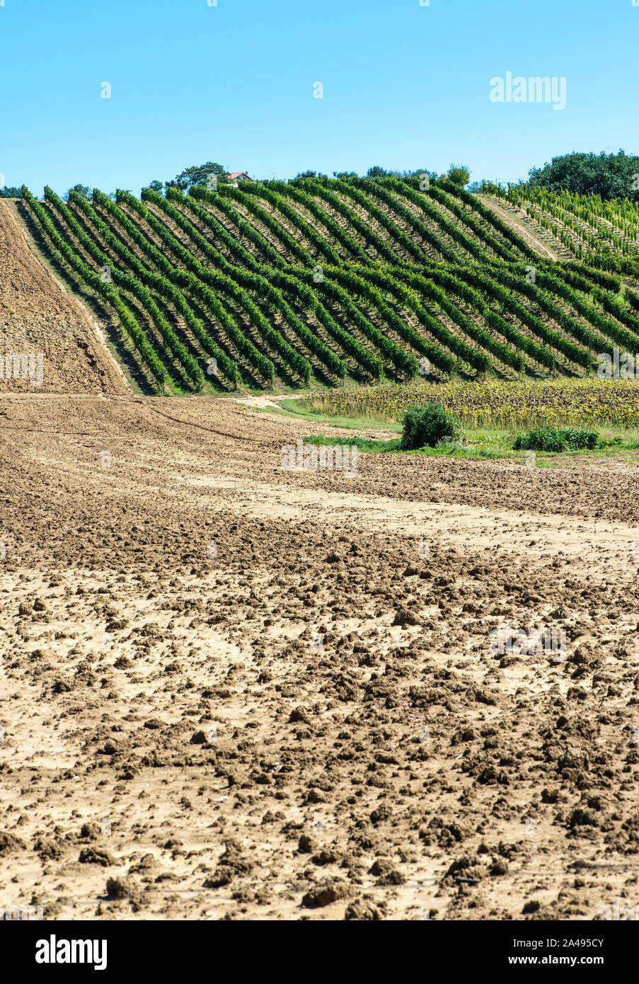 Vineyards in rows and Tilled ground soil. Vineyard farm landscape in ...