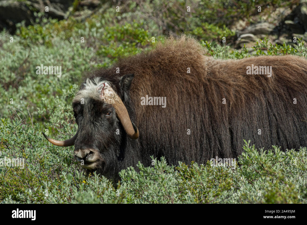 Musk Ox feeding on the tundra, Dovrefjell–Sunndalsfjella National Park ...