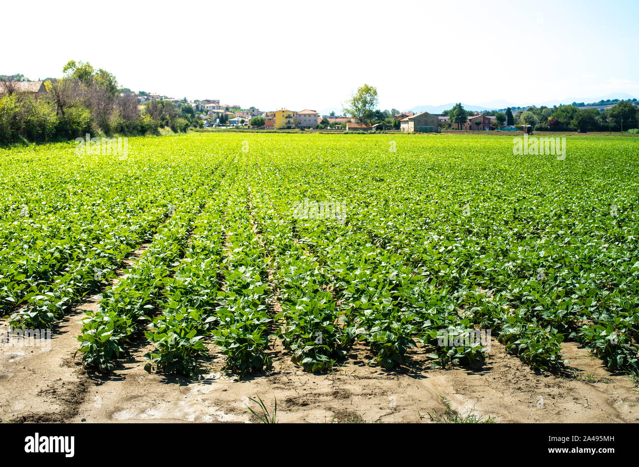 Green bean plants hi-res stock photography and images - Alamy