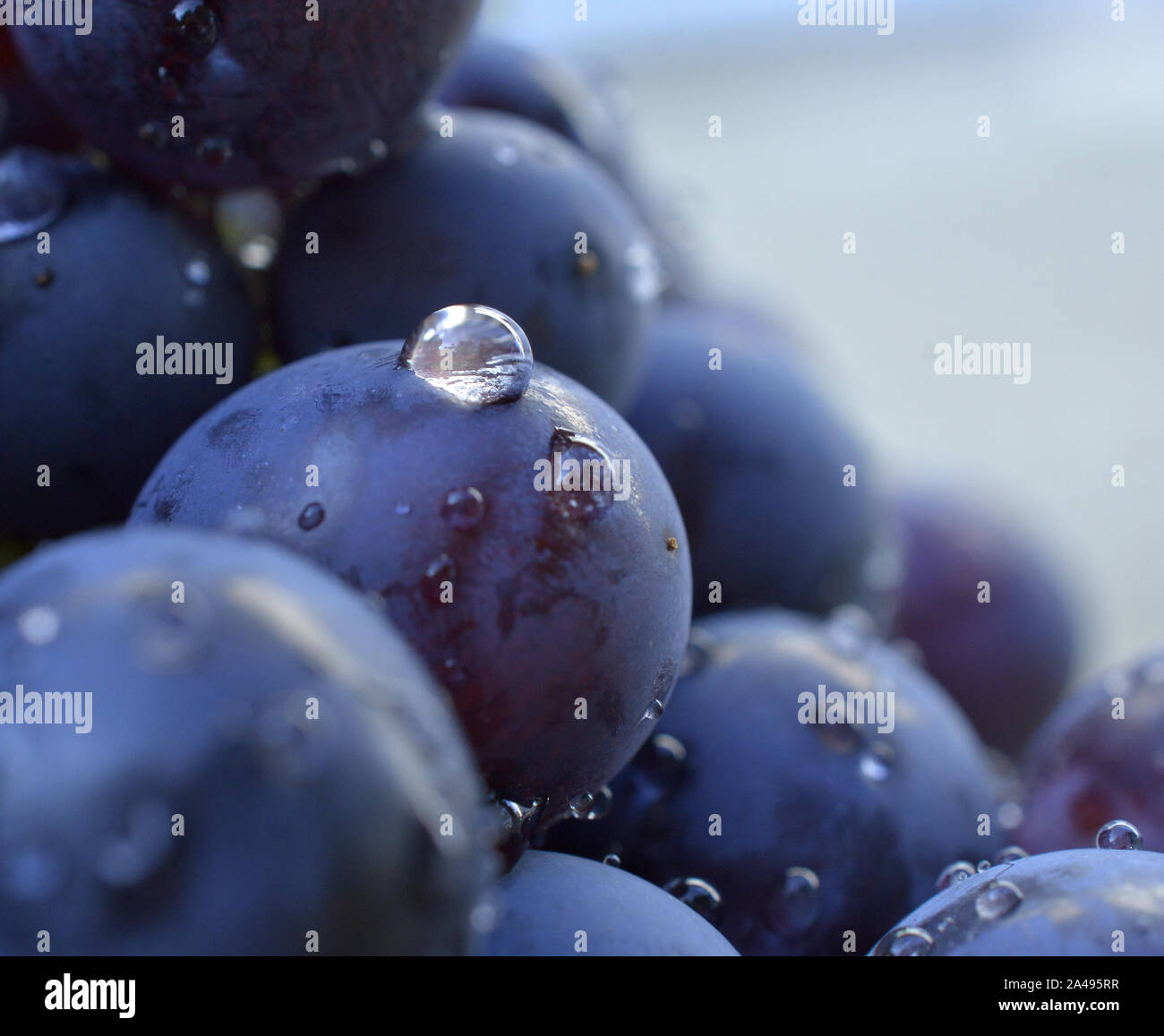 Drop of water on grape hi-res stock photography and images - Alamy
