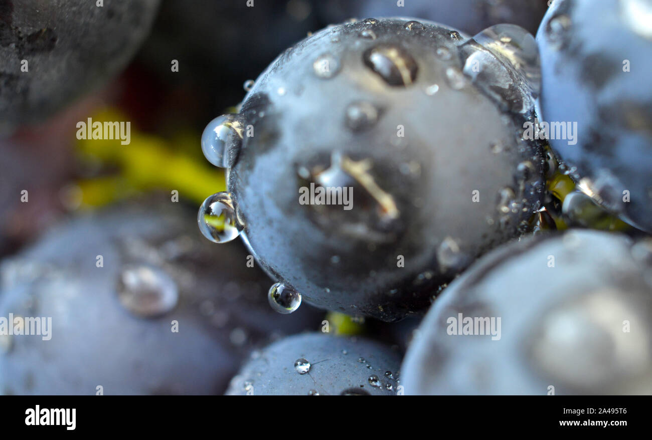 Aqua grape hi-res stock photography and images - Alamy