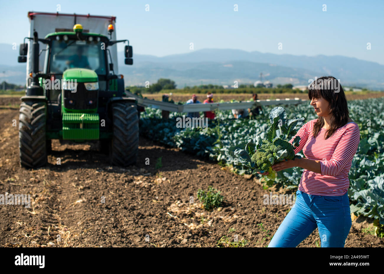 Worker shows broccoli on plantation. Picking broccoli. Tractor and ...