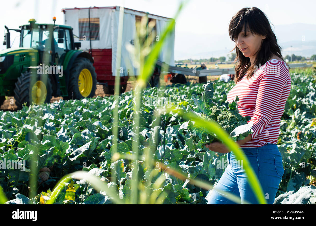 Worker shows broccoli on plantation. Picking broccoli. Tractor and ...