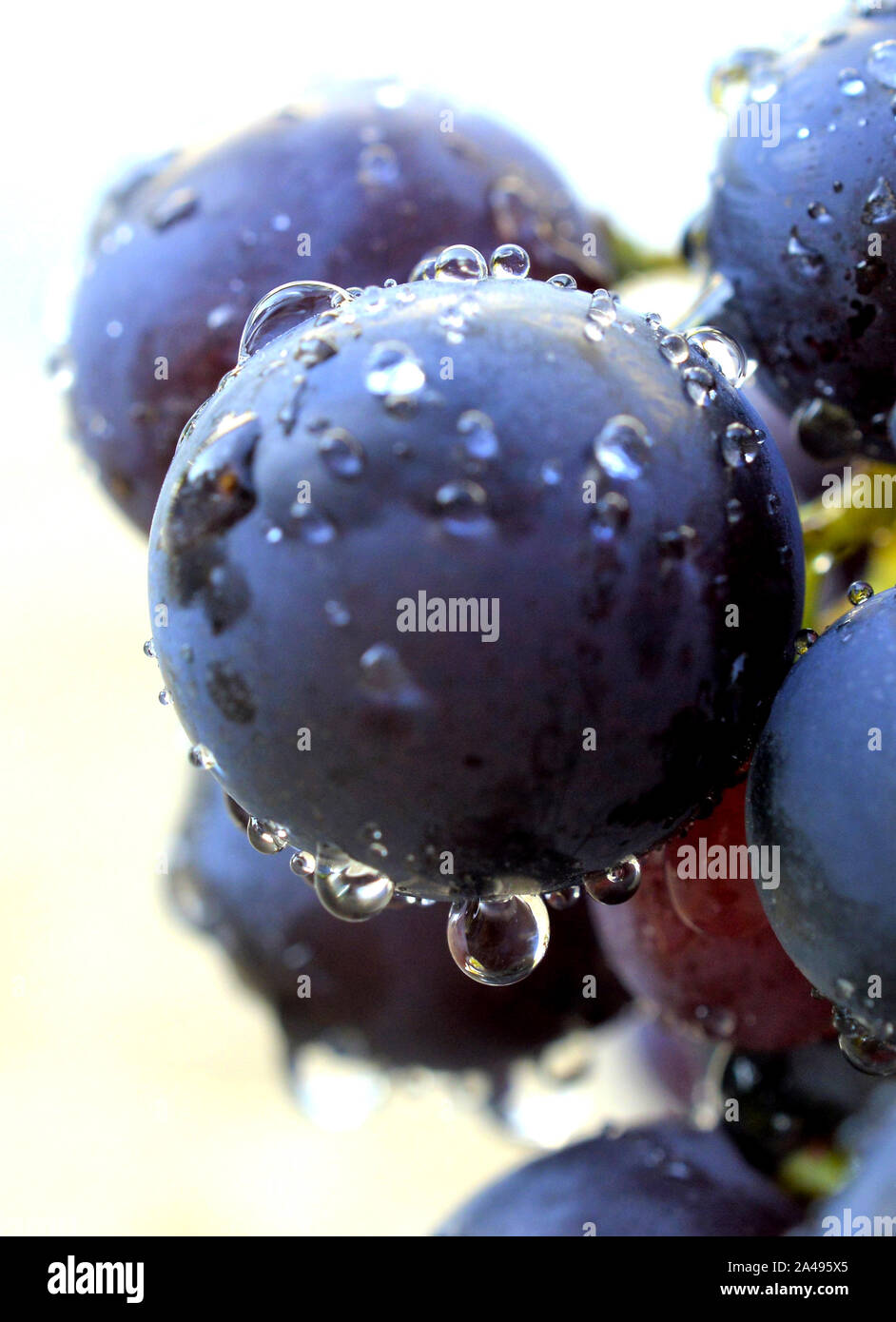 water drops on a red grape image Stock Photo - Alamy