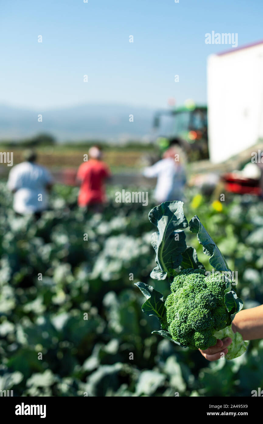 Worker shows broccoli on plantation. Picking broccoli. Tractor and ...