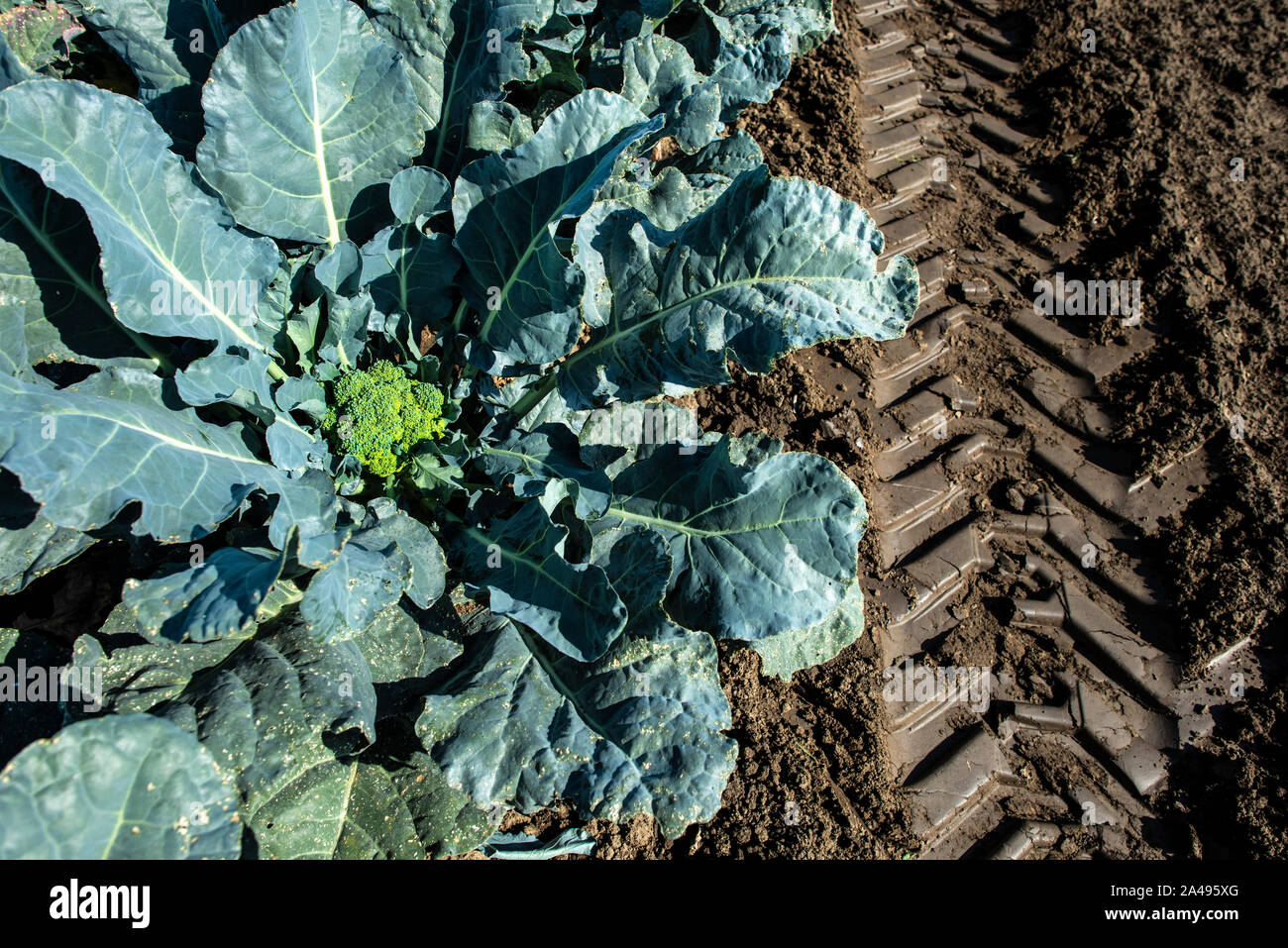 Close up broccoli in a farm. Big broccoli plantation. Concept for ...