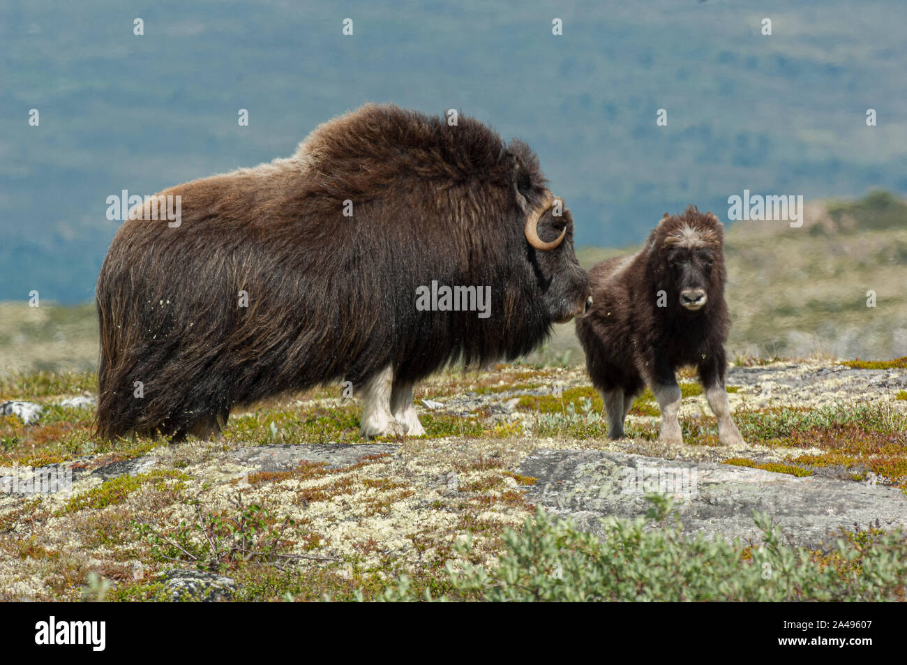 Musk Ox with calf, feeding on the tundra, Dovrefjell–Sunndalsfjella ...