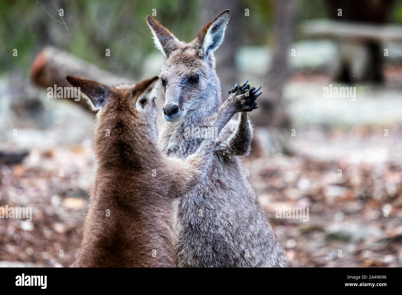 Kangaroos fighting hi-res stock photography and images - Alamy