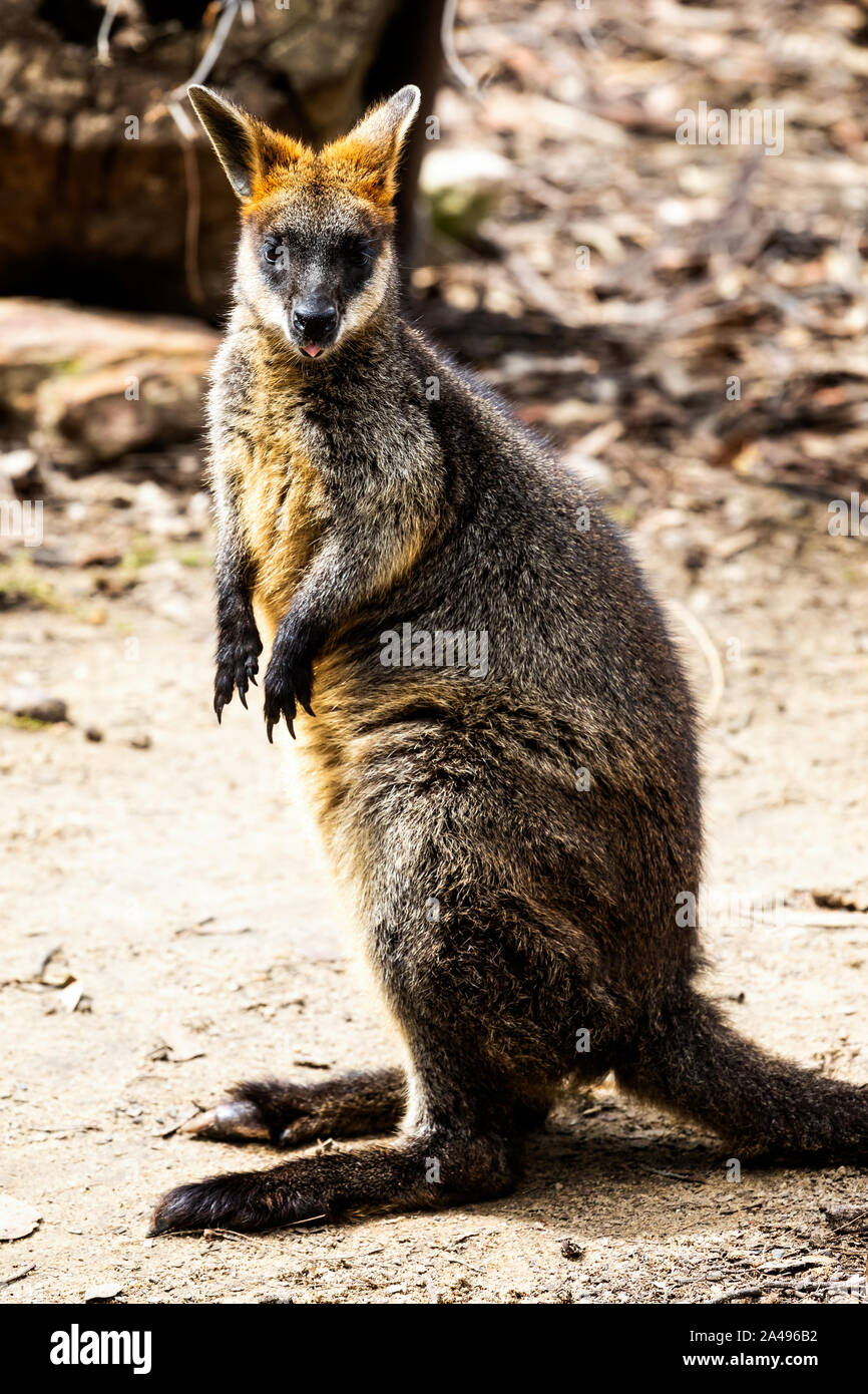 Parma wallaby hi-res stock photography and images - Alamy