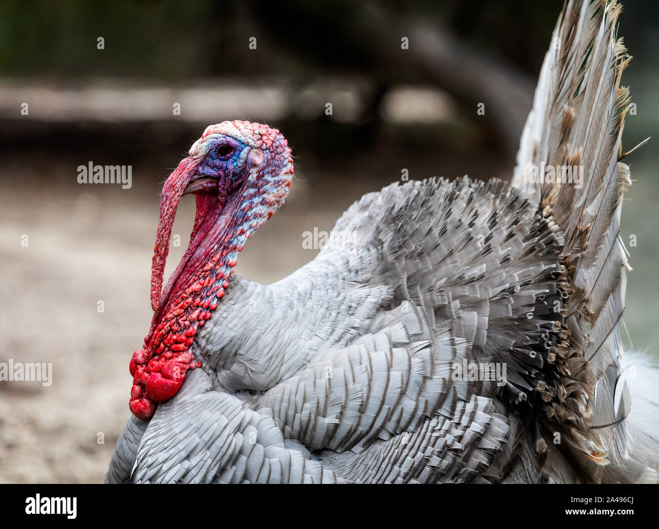 Close up of turkey hi-res stock photography and images - Alamy