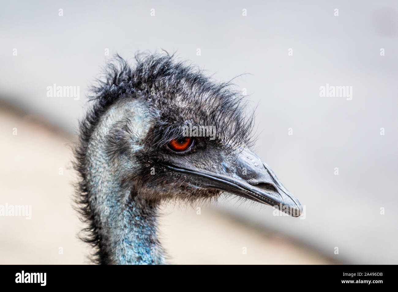Emu head side profile hi-res stock photography and images - Alamy