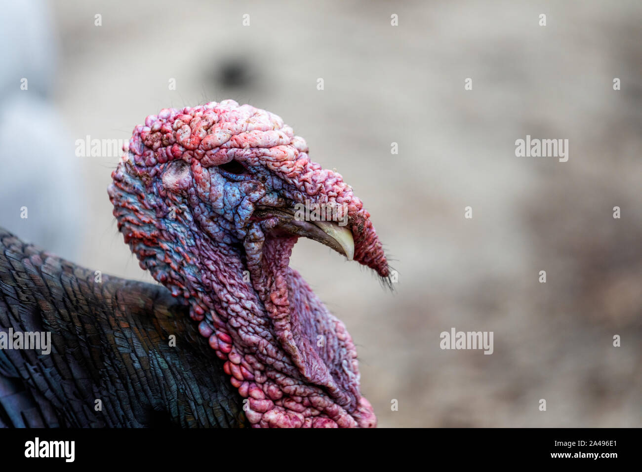 Close up head ugly turkey hi-res stock photography and images - Alamy