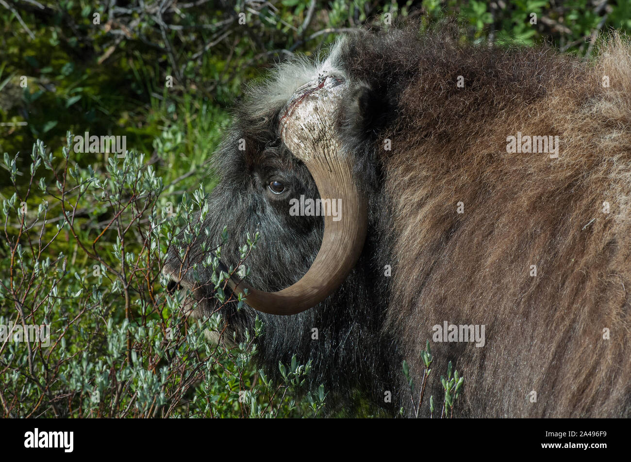 Musk Ox feeding on the tundra, Dovrefjell–Sunndalsfjella National Park ...