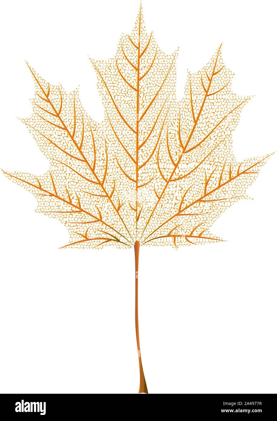 Autumn orange maple leaf skeleton on white background Stock Vector ...