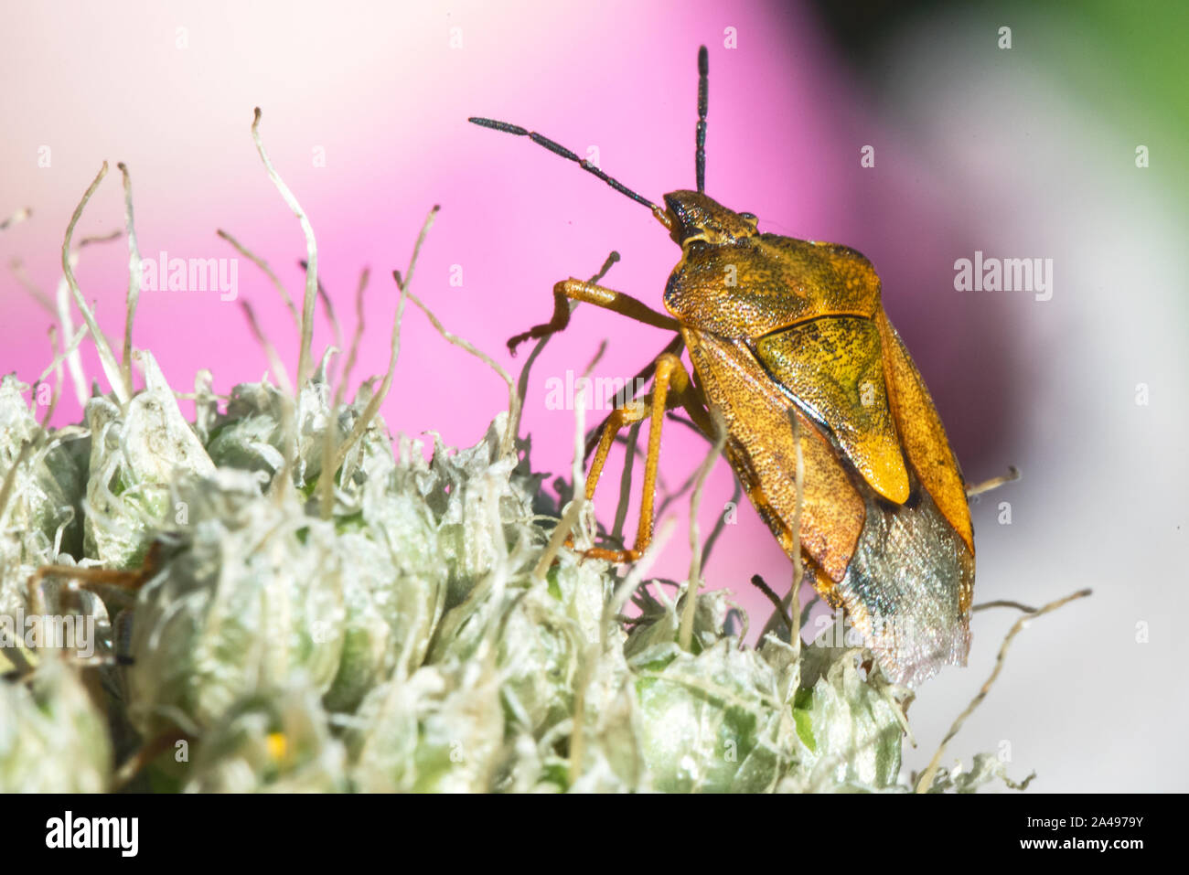 Bug on an onion head plant macro background Stock Photo - Alamy