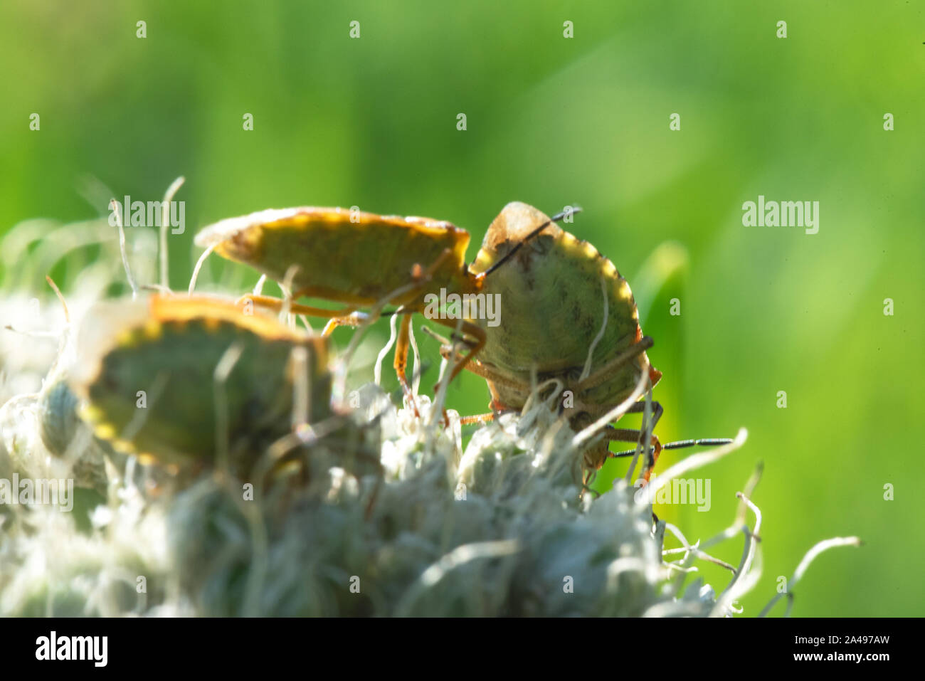 Bugs on an onion head plant macro background Stock Photo - Alamy