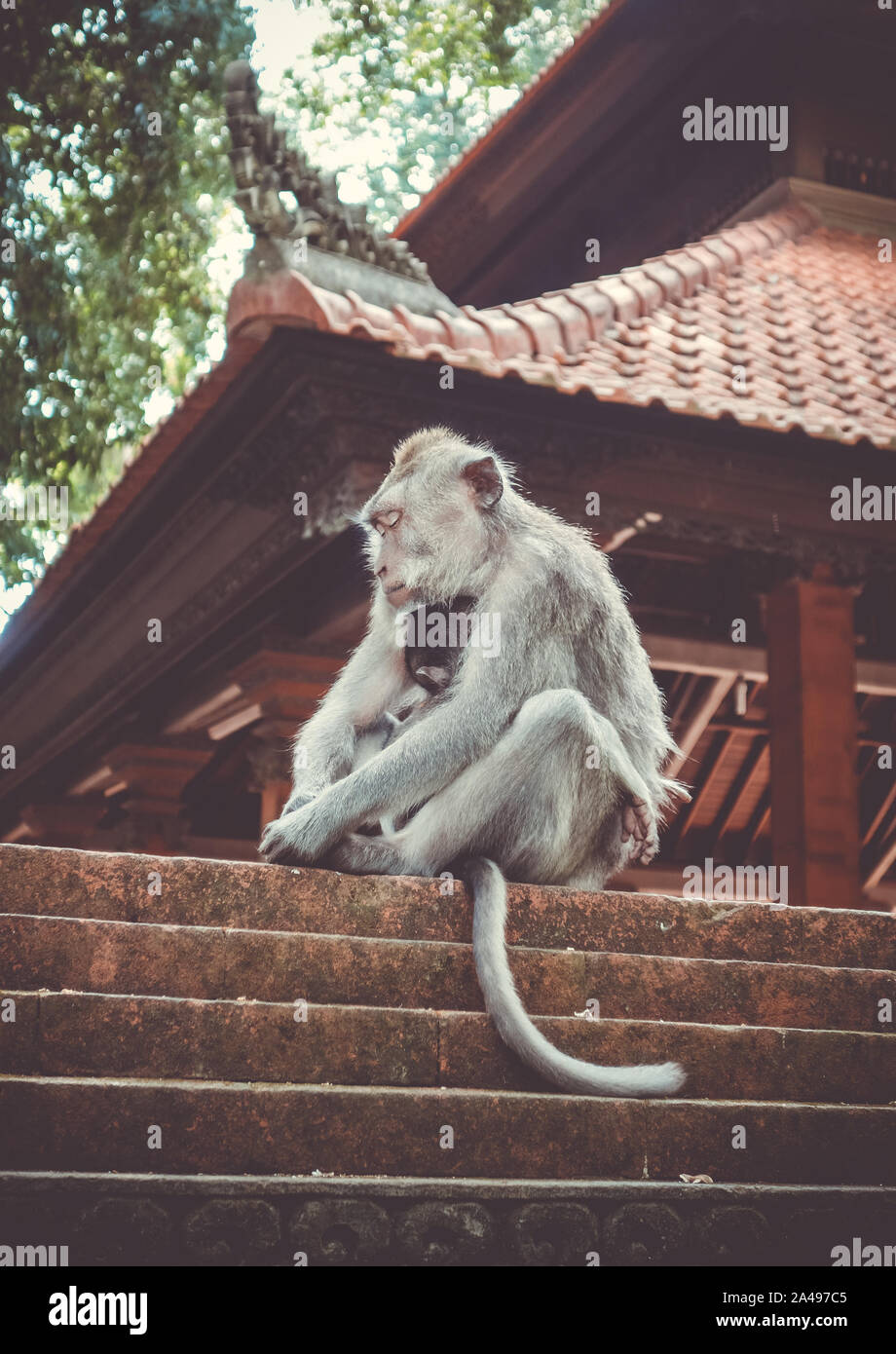 Monkeys on a temple roof in the sacred Monkey Forest, Ubud, Bali ...
