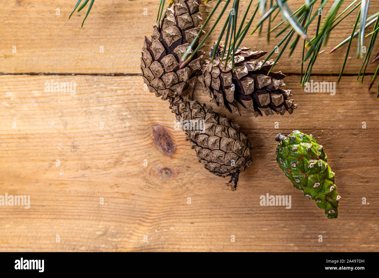 Christmas background with sprigs. Green branches of conifers. Natural ...