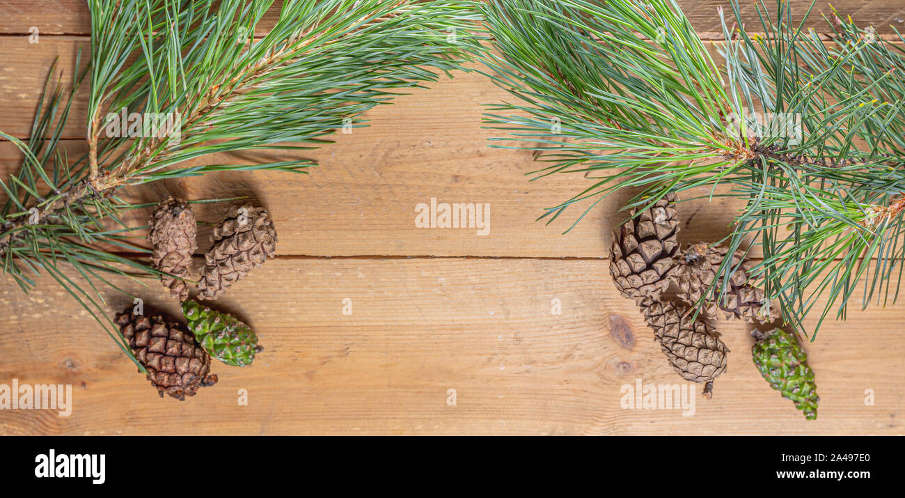 Christmas background with sprigs. Green branches of conifers. Natural ...