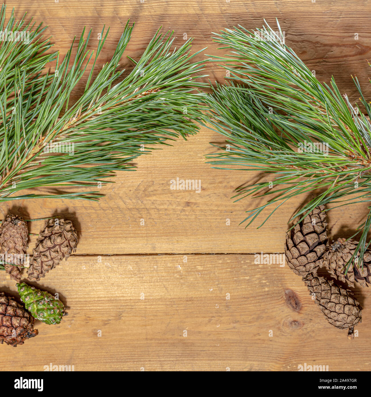 Christmas background with sprigs. Green branches of conifers. Natural ...