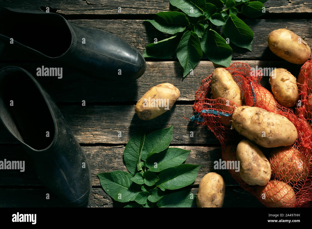 Potatoes crop in a bag and a garden shoes on a wooden garden table ...
