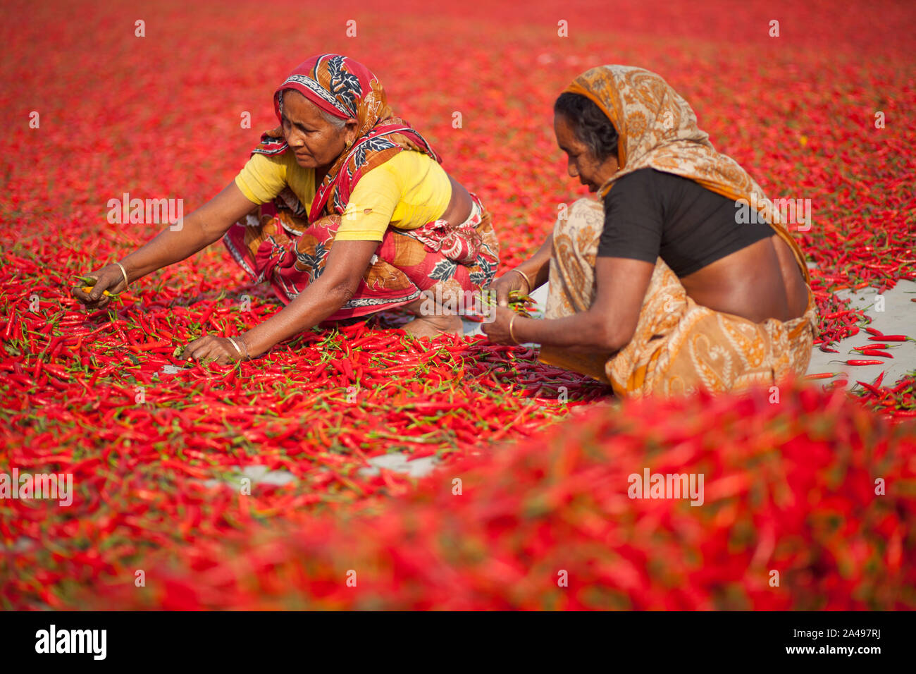 GAIBANDHA, BANGLADESH - FEBRUARY 23 : Women processing and drying red ...