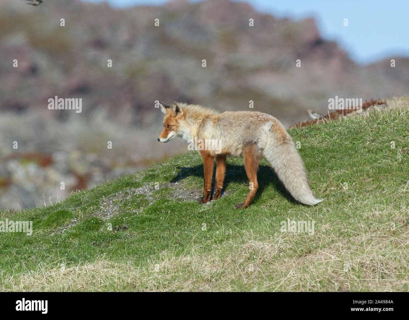Norway Arctic Fox High Resolution Stock Photography and Images - Alamy
