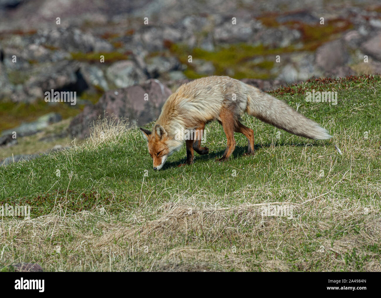 Norway Arctic Fox High Resolution Stock Photography and Images - Alamy