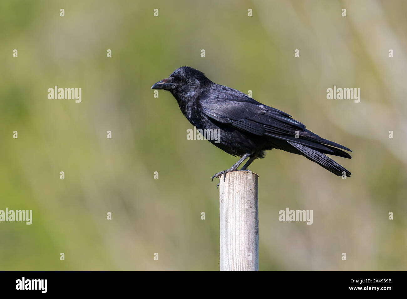 Side view of raven hi-res stock photography and images - Alamy