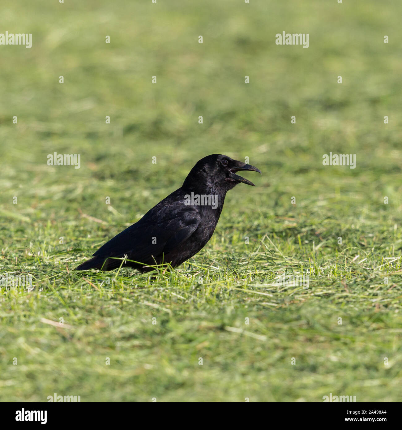 natural black raven (corvus corone) standing in green grassland Stock ...
